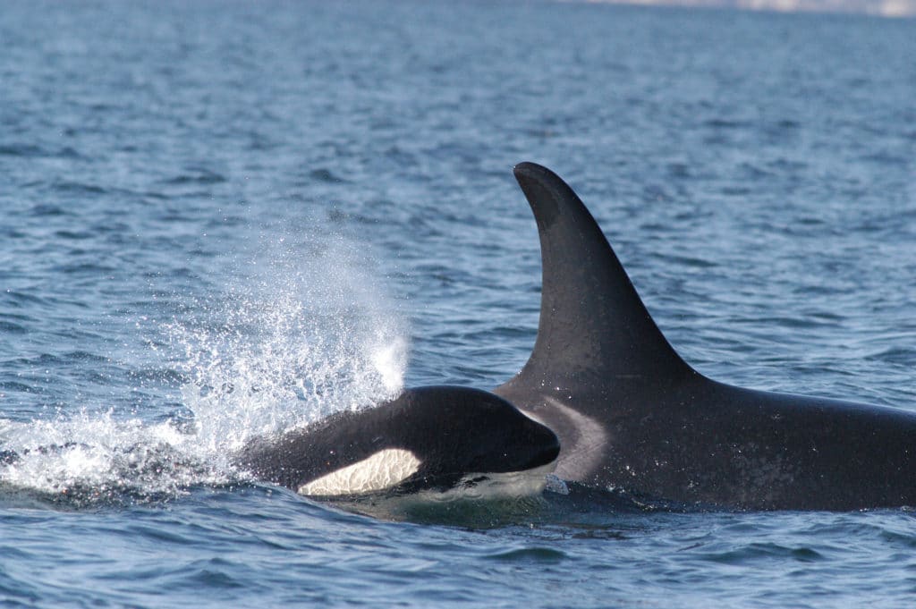 Matriarch orca's death may explain pod's absence, this scientist says
