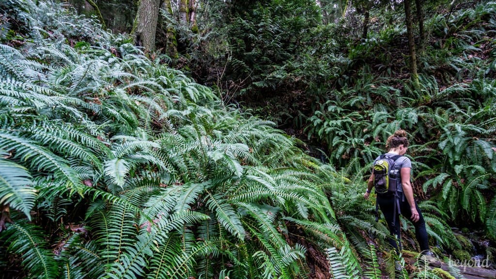 What are the best trails in Cowichan for hiking and biking?