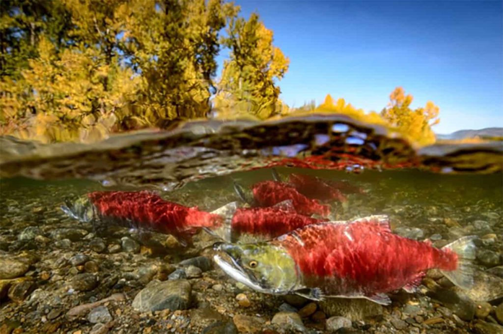Bringing salmon back to the upper Columbia River