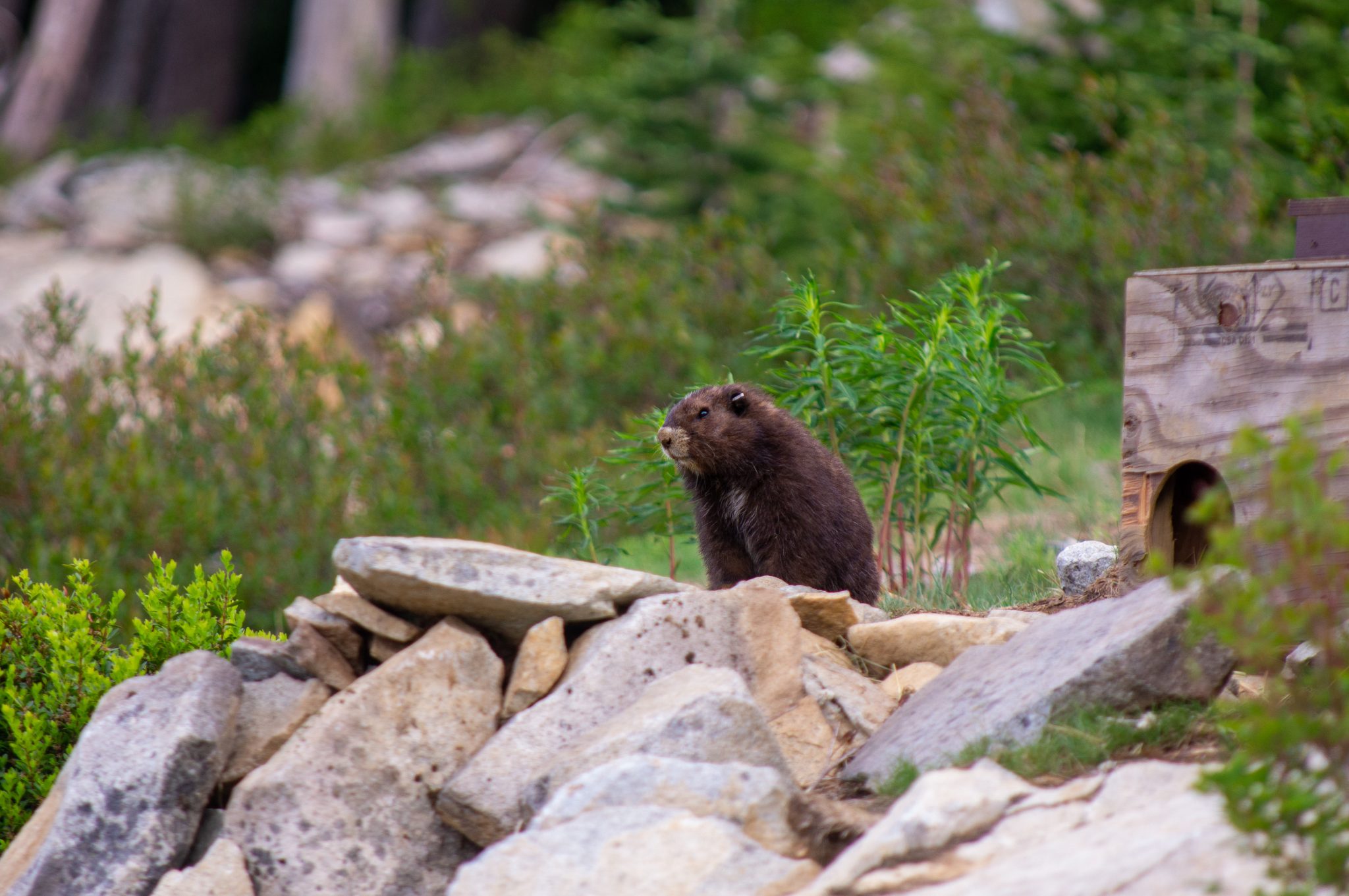 Marmot Recovery Foundation supports endangered marmots – The Discourse.