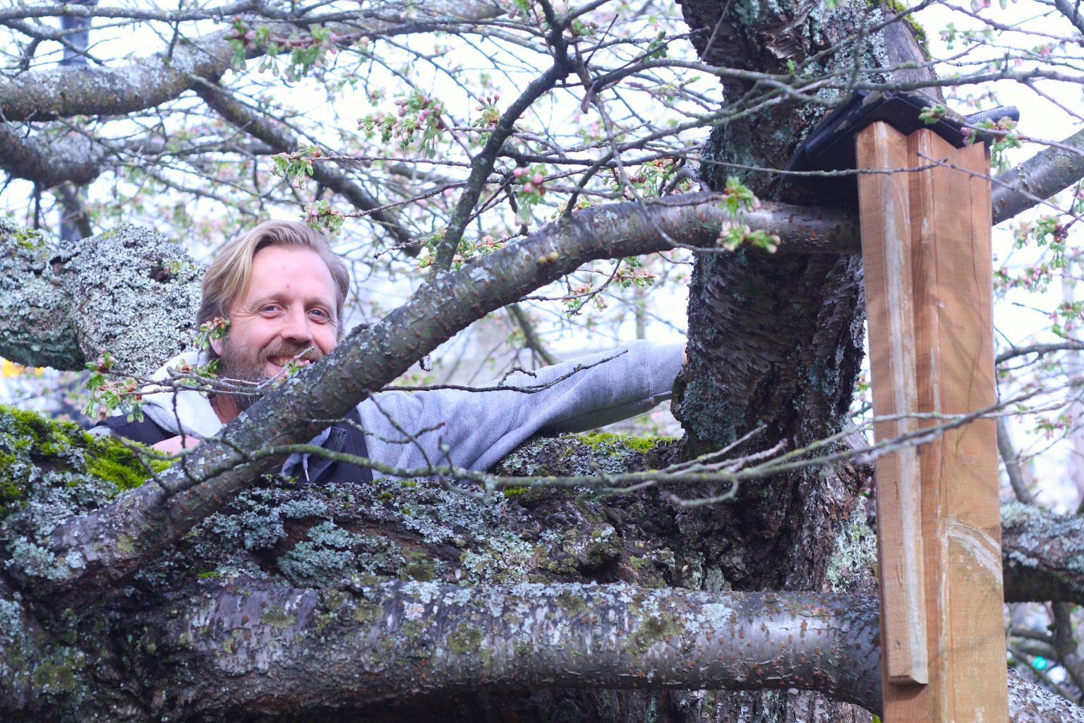 Come on a tour of Nanaimo's heritage trees