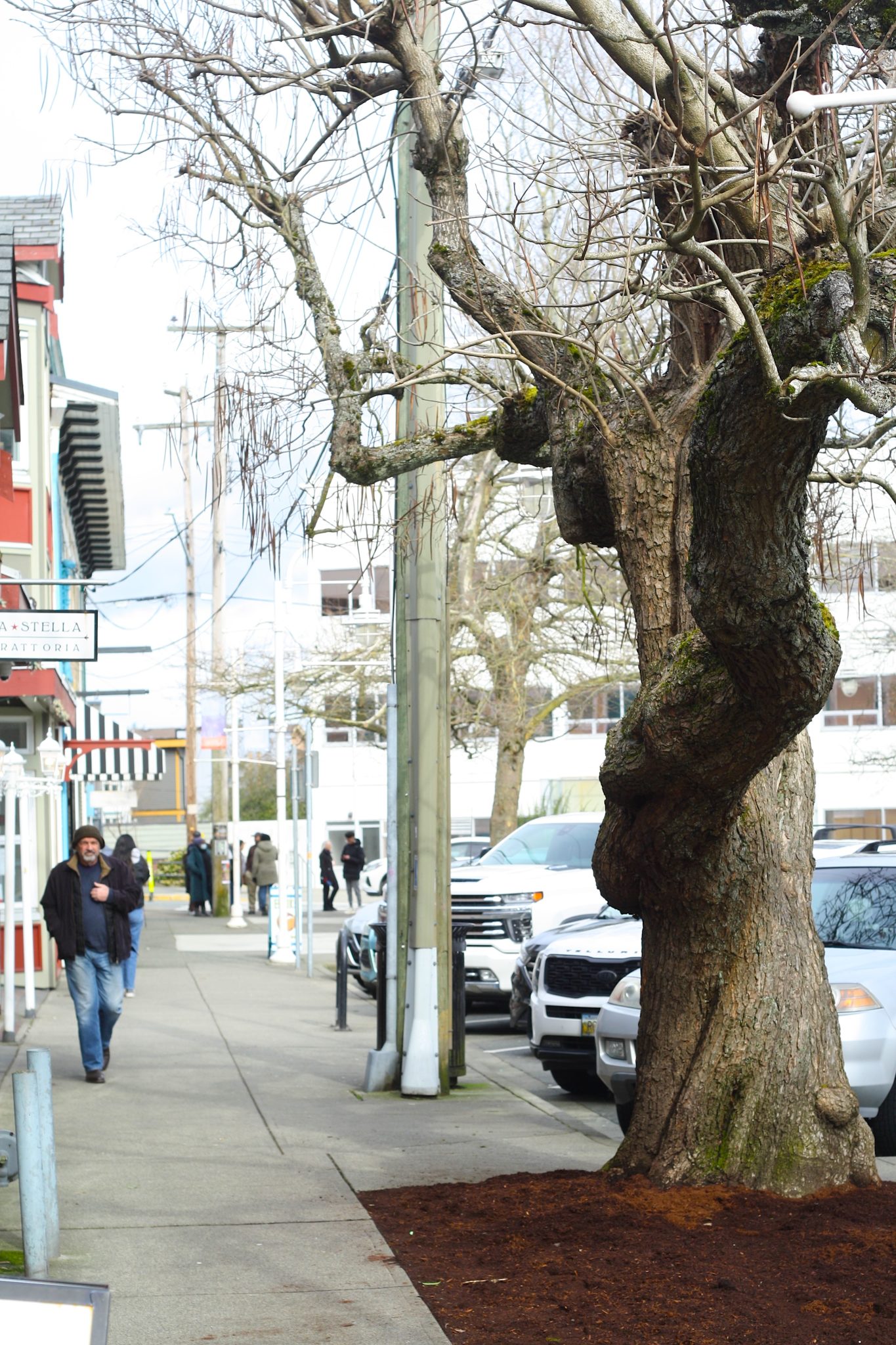 Come on a tour of Nanaimo's heritage trees