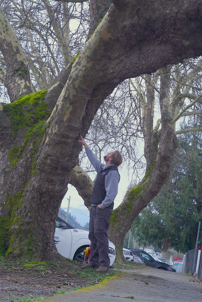 Come on a tour of Nanaimo's heritage trees