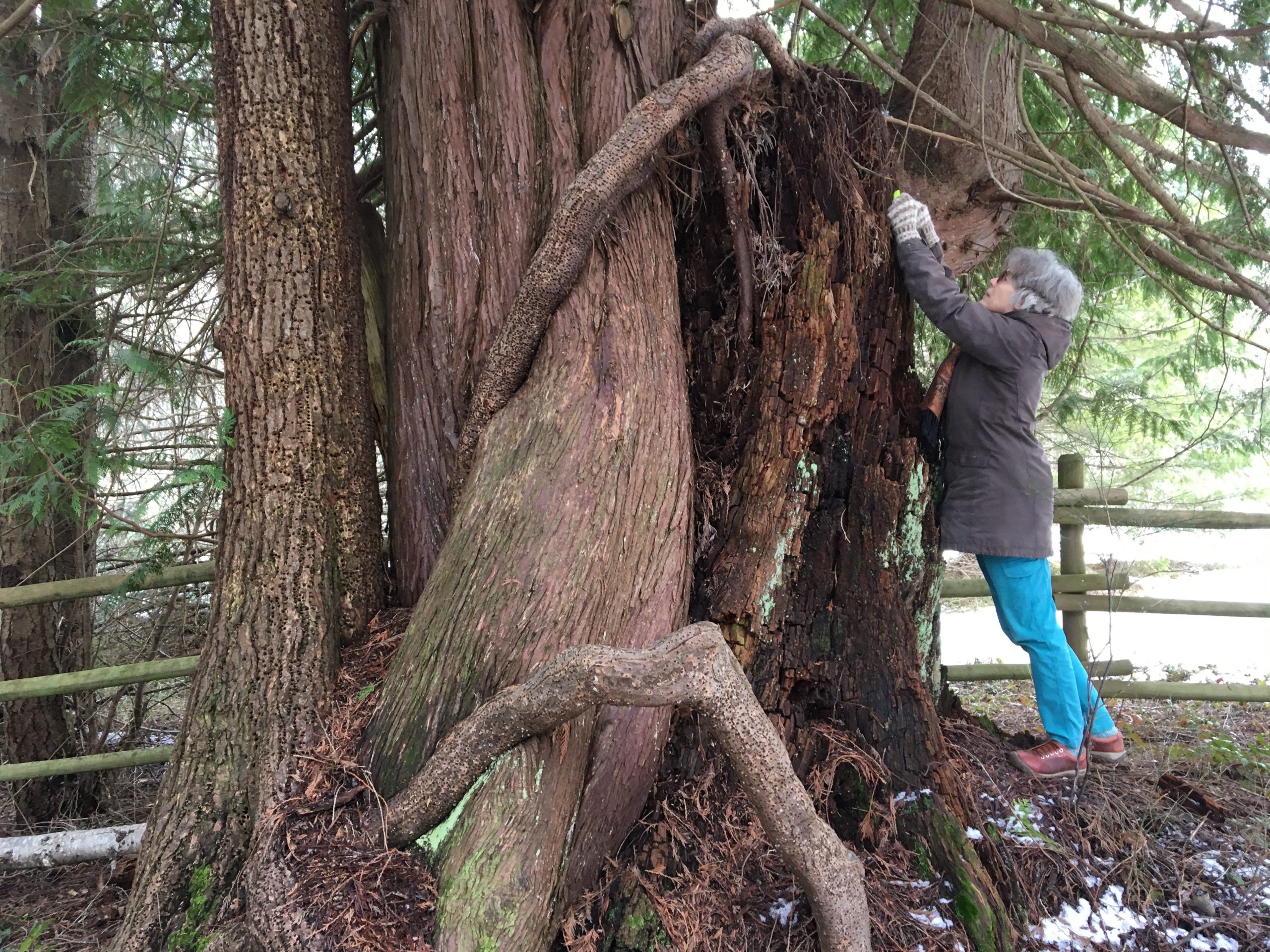 ‘Trees of the Year’ celebrates trees in the Comox Valley – The Discourse.