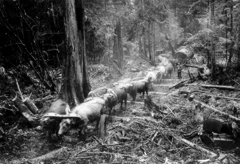 Vancouver Island history: Animals in the resource industry