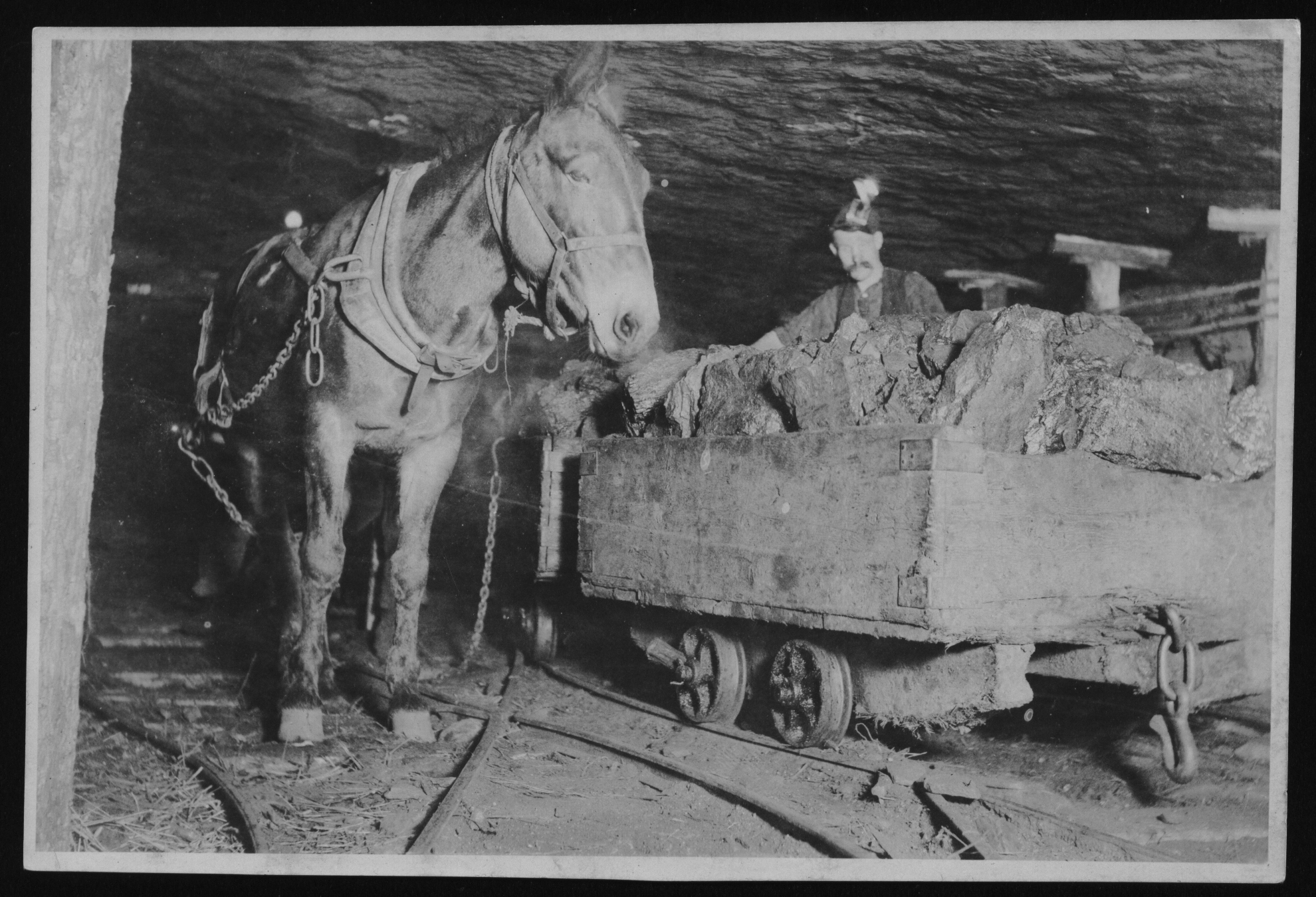 Vancouver Island history: Animals in the resource industry