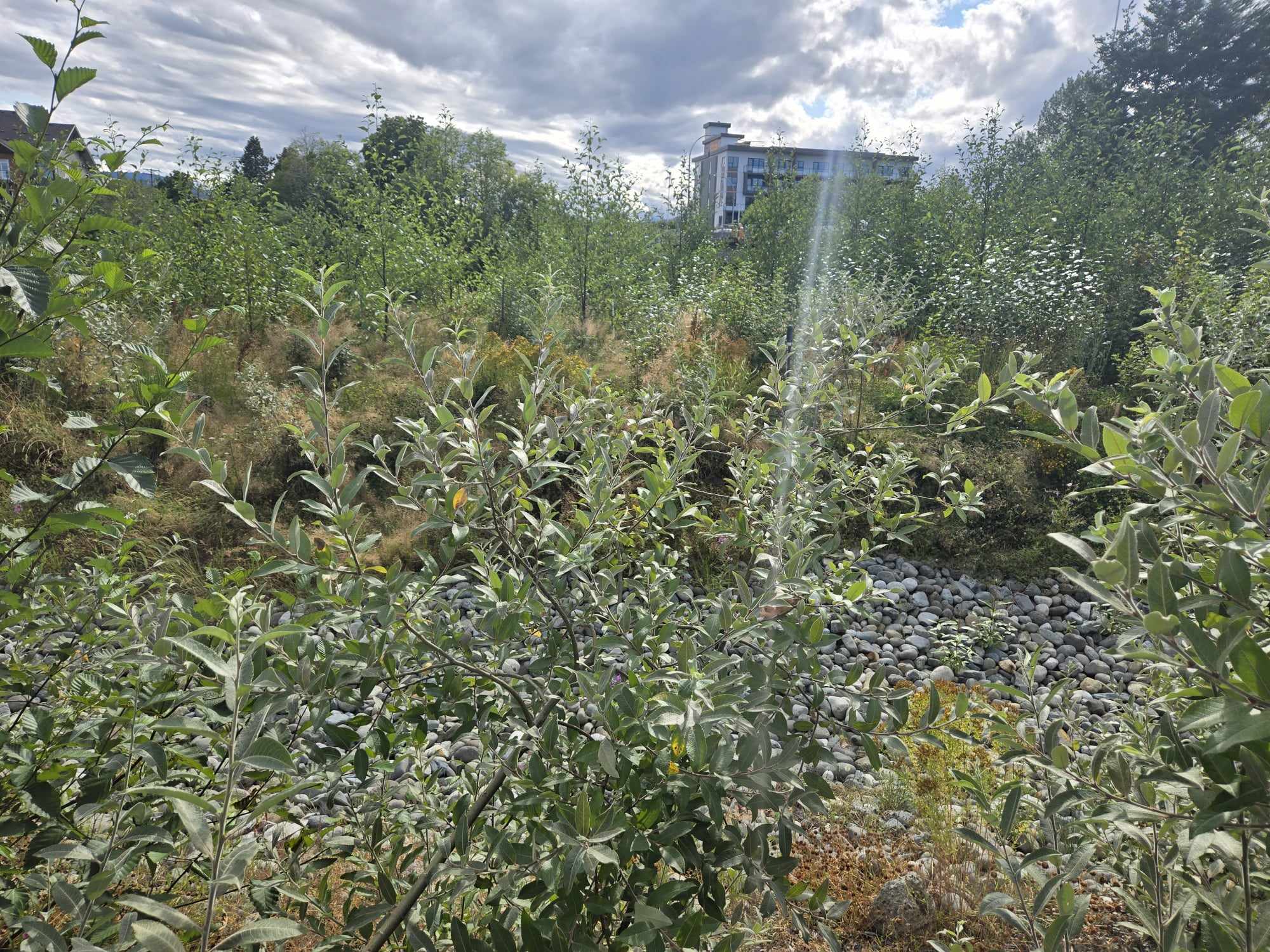 In photos: Kus-kus-sum site restoration – The Discourse.
