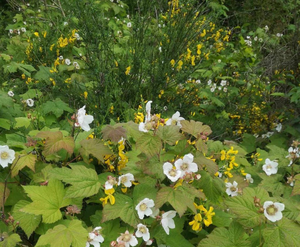 How to tackle invasive species on Vancouver Island – The Discourse.