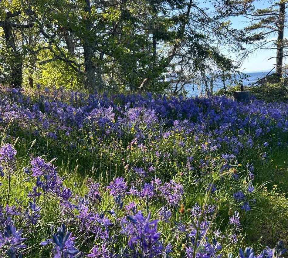 How to tackle invasive species on Vancouver Island – The Discourse.